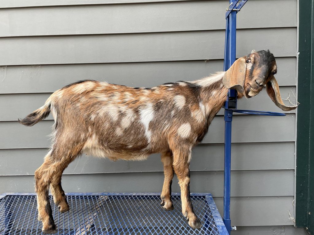 Little Patch Farm Apollo